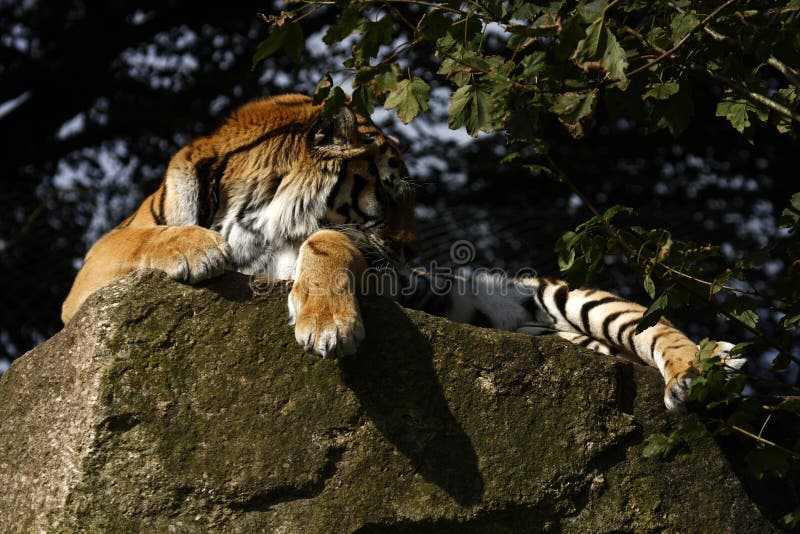 Pies del tigre foto de archivo. Imagen de pies, cubo - 17477890