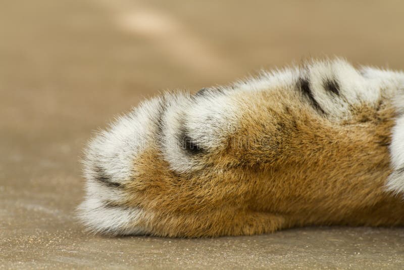 Tiger feet hair close up stock photo. Image of close - 23917088