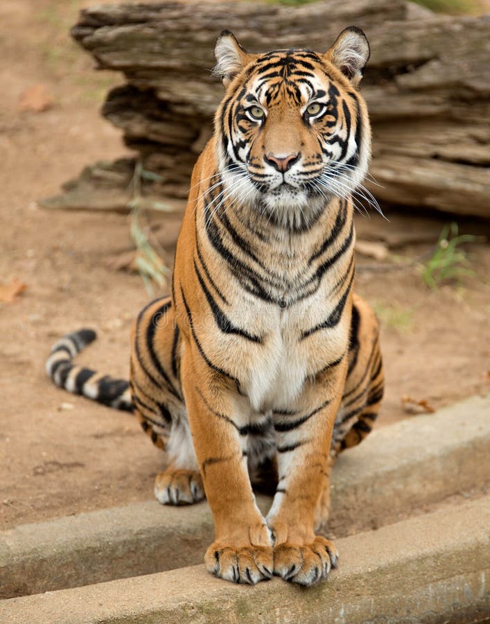 Tiger female stock image. Image of danger, orange, jungle - 35753957
