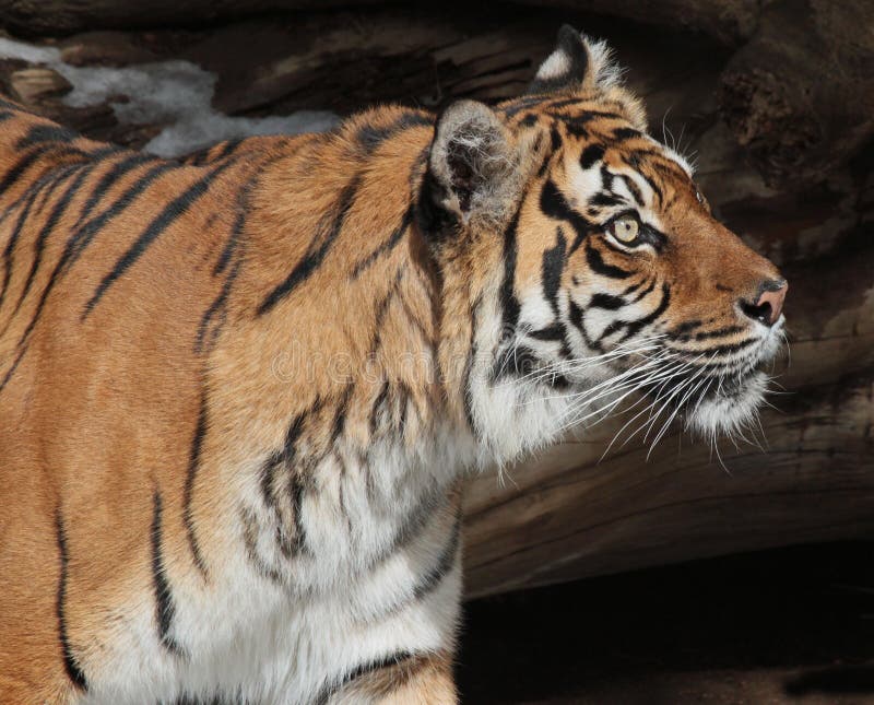 Tiger stock image. Image of profile, face, intense, indian - 44204101