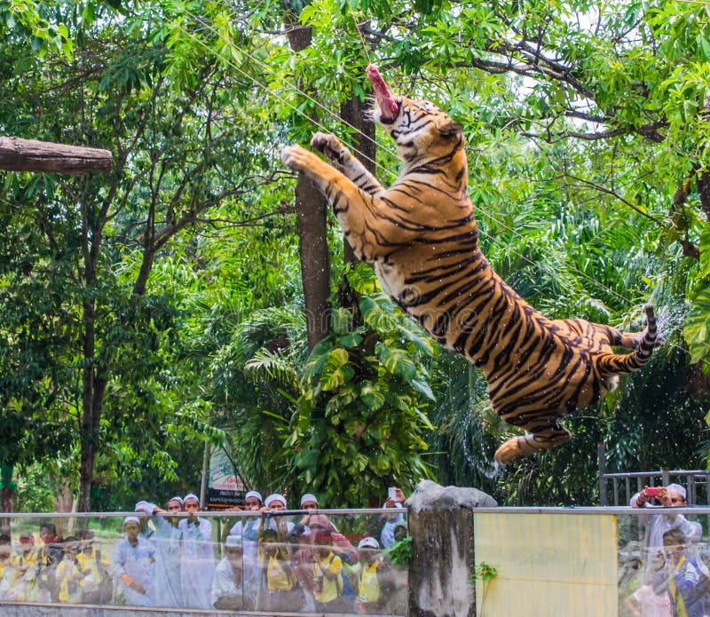 Tiger editorial photo. Image of danger, wild, predator - 44913771