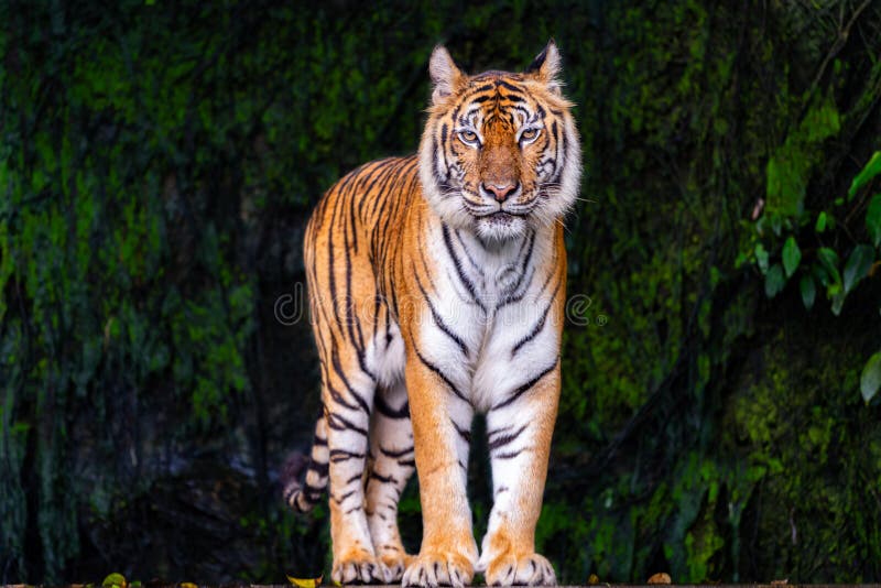A Tiger is a Ferocious Animal Stock Image - Image of animal, adult ...