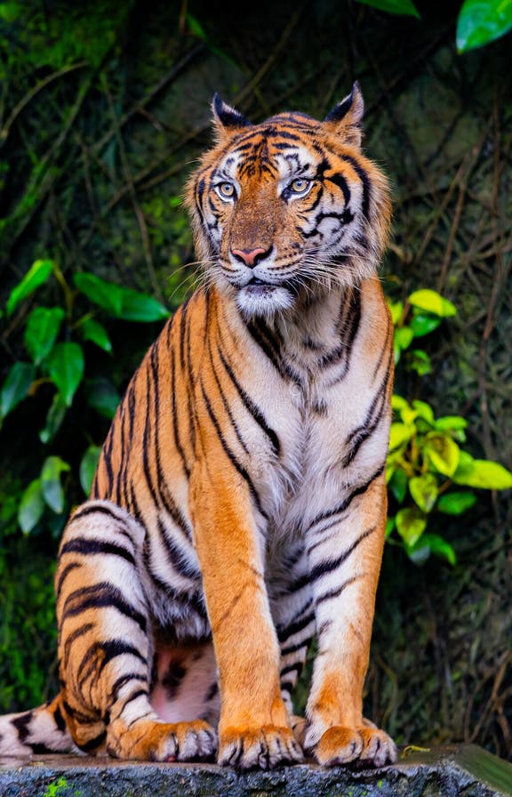 A Tiger is a Ferocious Animal Stock Photo - Image of jungle, tigris ...