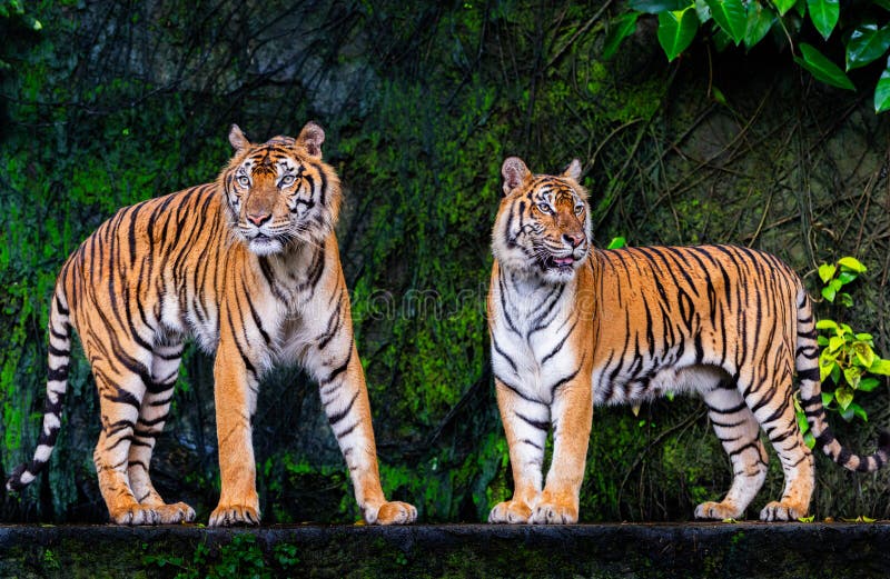 Two Tigers Were Staring at Something Stock Photo - Image of tiger ...
