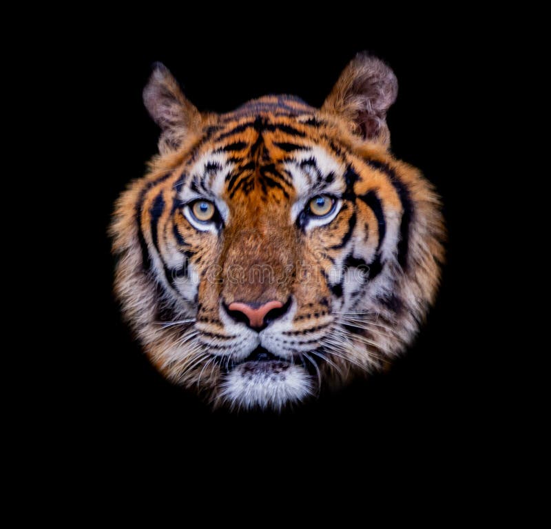 A Tiger is a Ferocious Animal Stock Image - Image of dangerous, natural ...