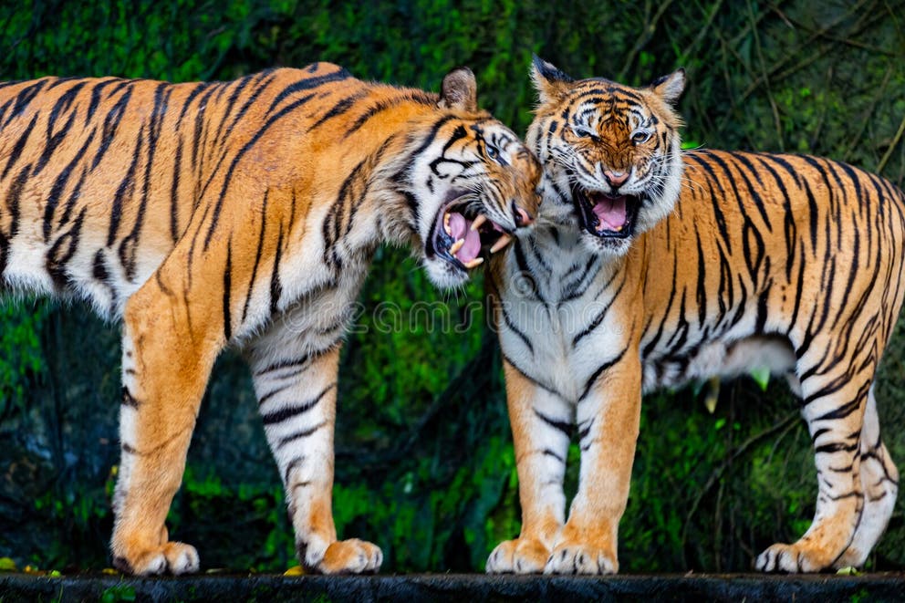 Two Male and Female Tigers Live Together Stock Image - Image of ...