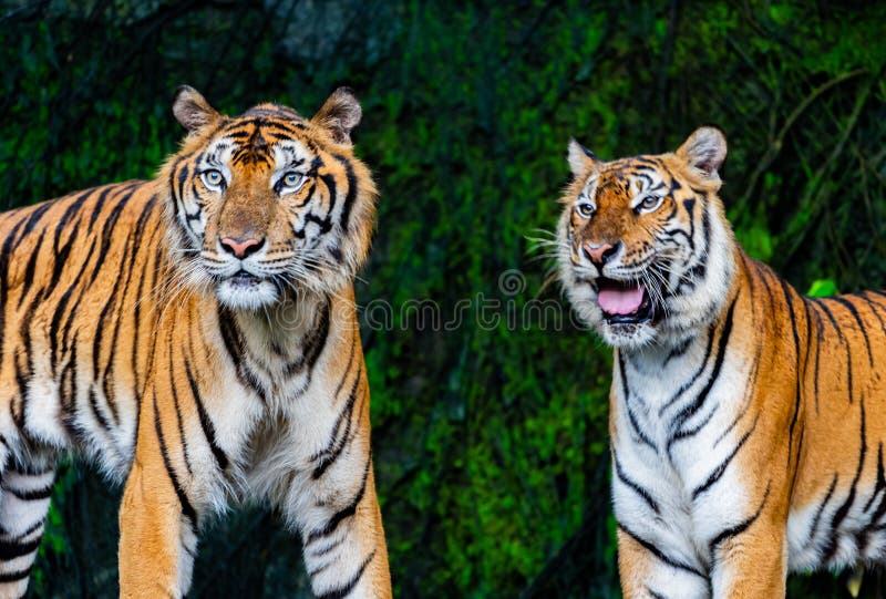 Two Male and Female Tigers Live Together Stock Image - Image of adult ...
