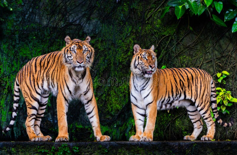 Two Male and Female Tigers Live Together Stock Image - Image of animal ...