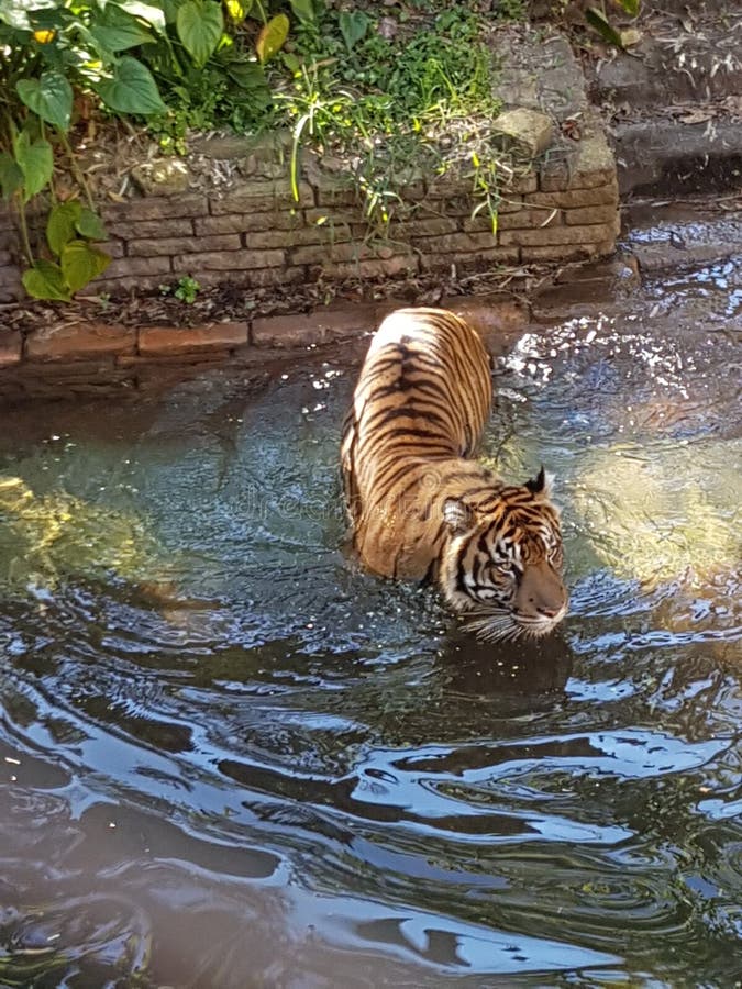 Tiger stock image. Image of beautiful, ferocious, animal - 103064403