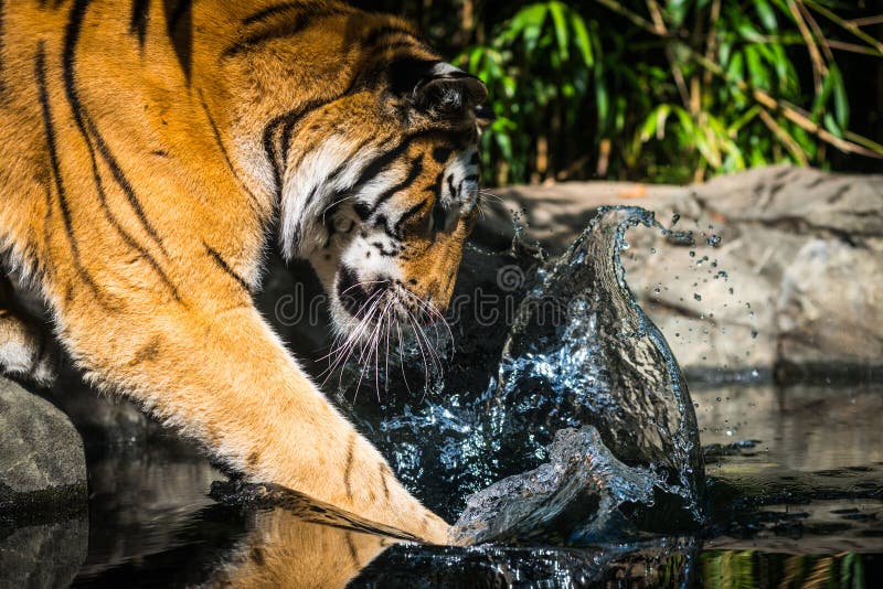 Tiger Fishing stock image. Image of front, siberian, green - 28605555