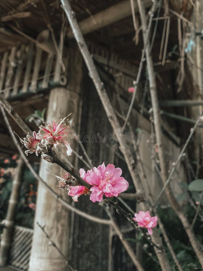 Tiger flower stock image. Image of petal, flower, plant - 219602763