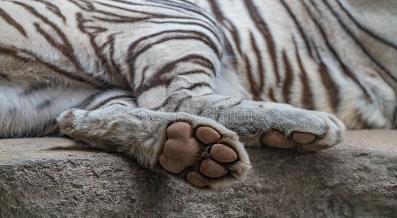 Tiger or Cat Foot Step on Mud Stock Image - Image of background, animal ...