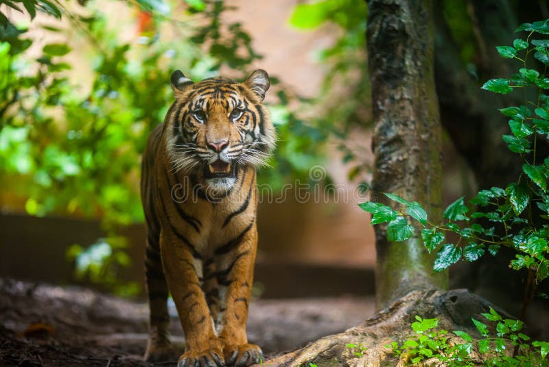 Tiger in forest stock photo. Image of eyes, animals, dangerous - 37547834