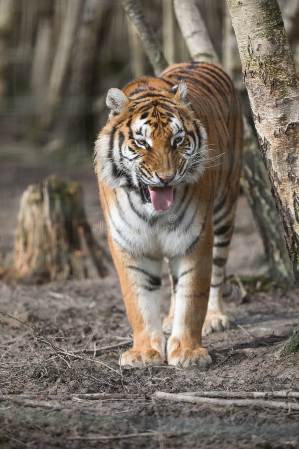Tiger in the forest stock photo. Image of bengal, mammal - 163769174