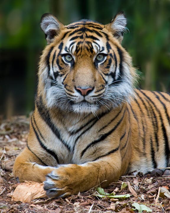Tiger - Formal Portrait stock photo. Image of stripes - 12480138
