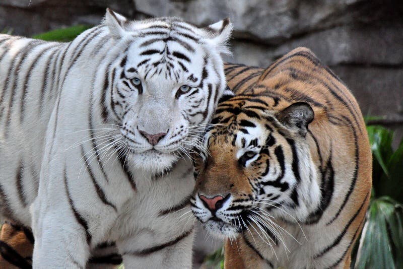 Tiger Friends stock photo. Image of wildlife, nature - 37195364