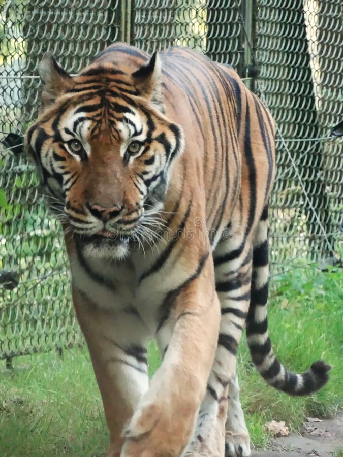 Tiger Front View he Looks at You in His Eyes Stock Image - Image of ...