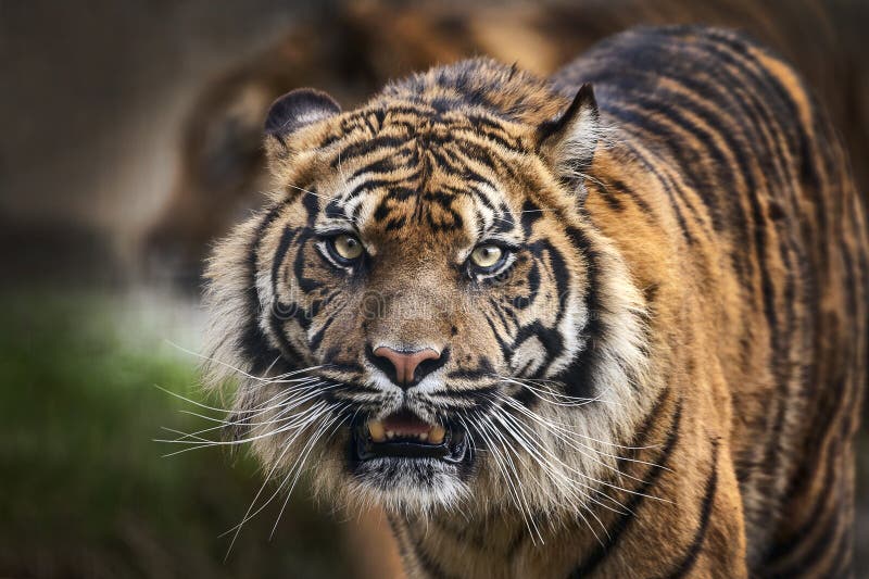 1,044 Tiger Head Front View Stock Photos - Free & Royalty-Free Stock ...