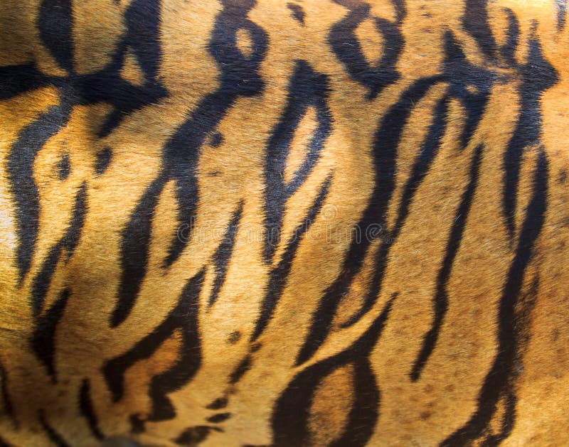 Tiger fur as background stock photo. Image of carnivore - 37470060