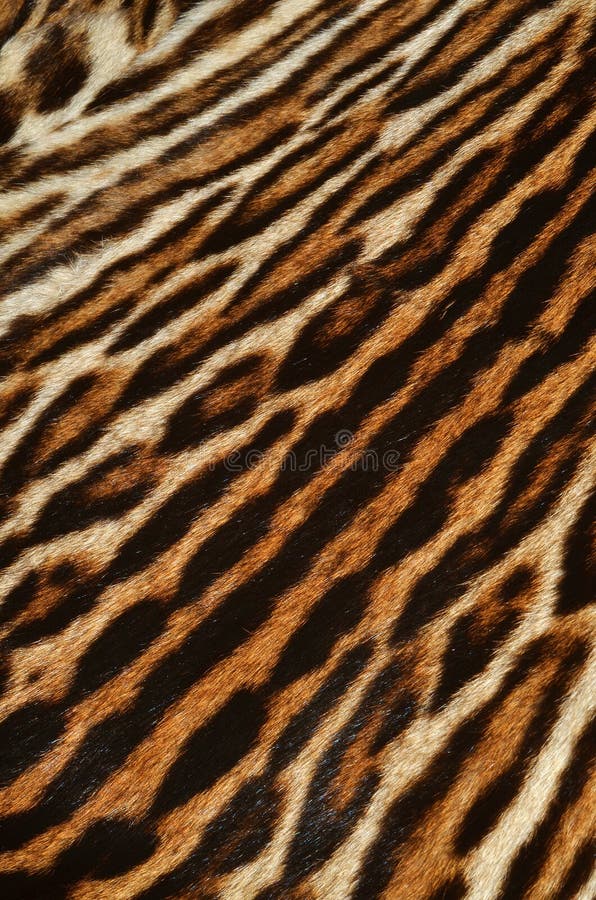 Tiger fur background stock photo. Image of mammals, detail - 68749516