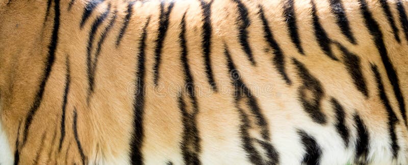 Tiger Fur Close-up - Background Stock Image - Image of textured, white ...