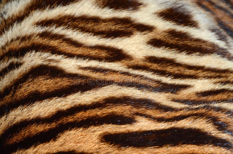 Tiger fur closeup stock photo. Image of copy, patterns - 49232698