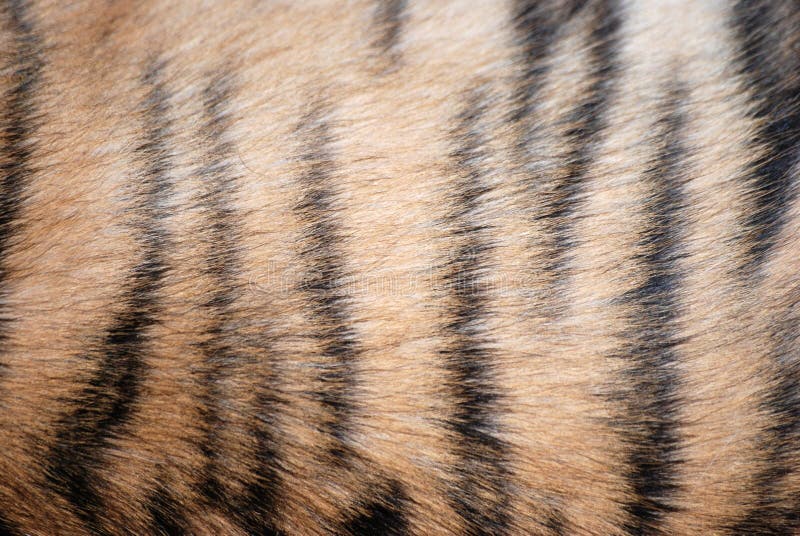 Tiger fur pattern stock photo. Image of animal, decorative - 11387444