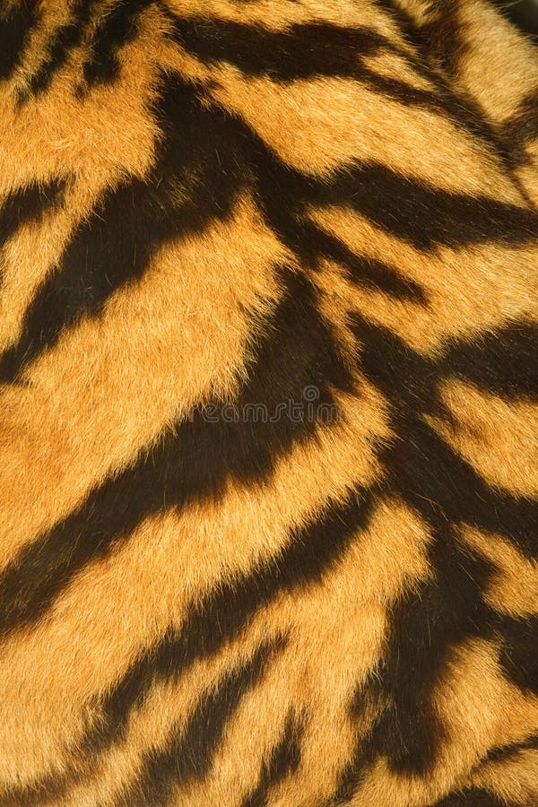Tiger fur texture (real) stock photo. Image of trendy - 9604336