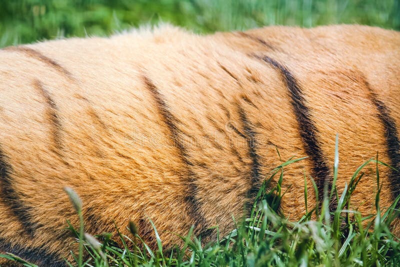 Tiger fur texture stock photo. Image of wildlife, texture - 92835942