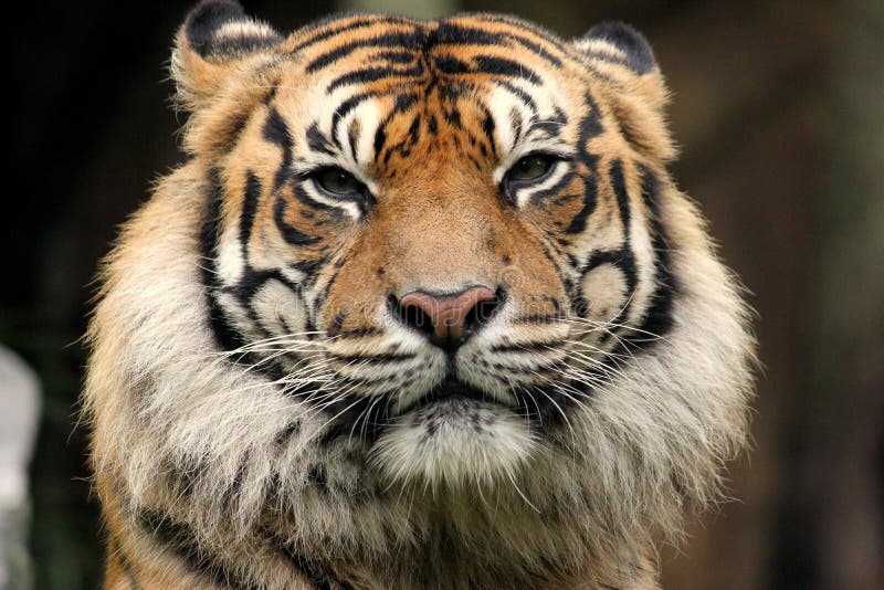 Tiger Gaze stock photo. Image of animals, tigress, wildlife - 33714682