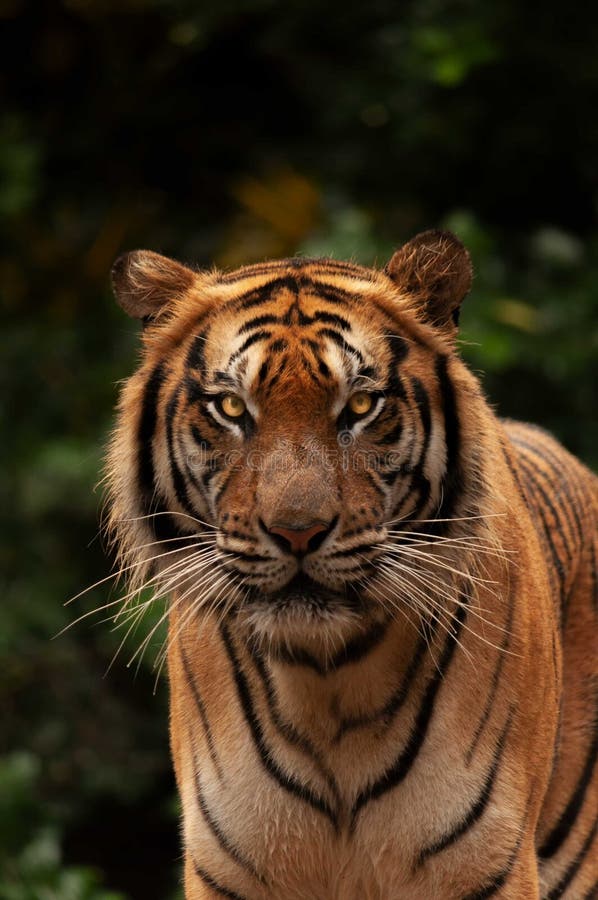 Bandungzoo Stock Photos - Free & Royalty-Free Stock Photos from Dreamstime