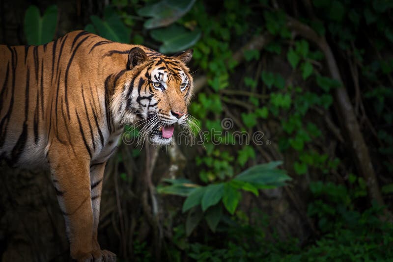 Tiger. stock image. Image of anger, beautiful, hunter - 90855761