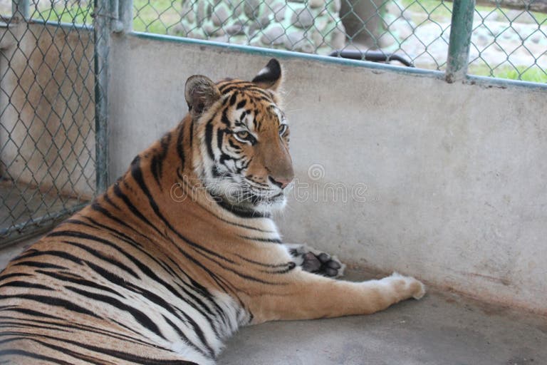 Silent tiger stock photo. Image of wildlife, stripes - 96469212