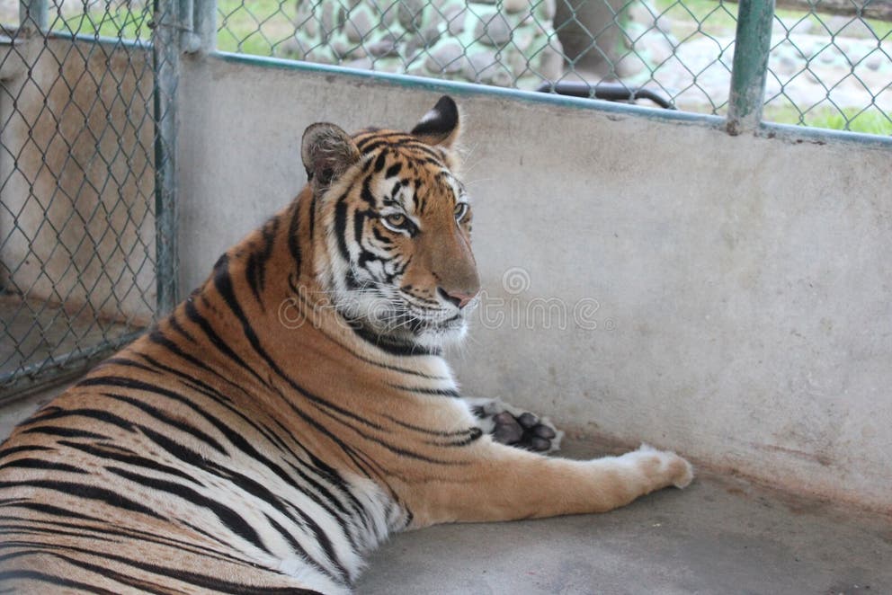 Silent tiger stock photo. Image of wildlife, stripes - 96469212