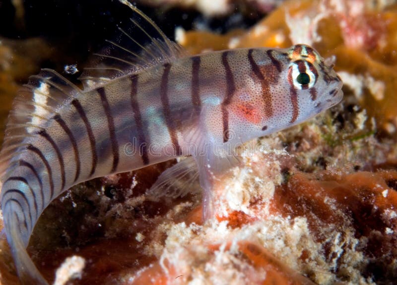 Gasflame nudibranch stock image. Image of kwazulu, soft - 21637621