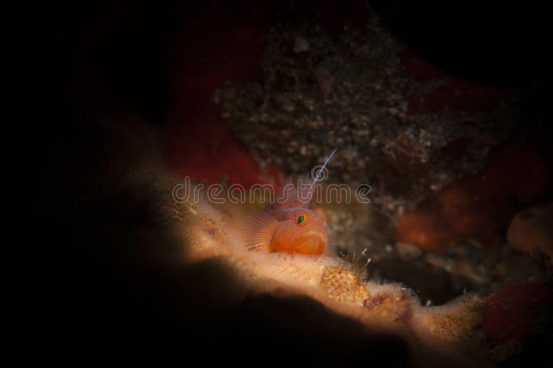 Tiger goby stock image. Image of underwater, speed, merine - 123549643