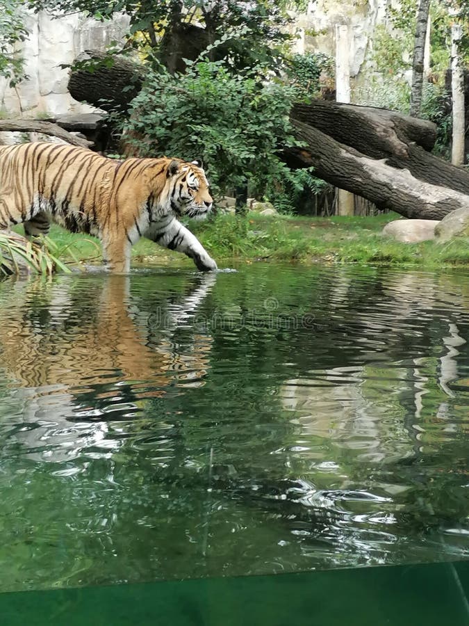 Tiger goes swimming stock photo. Image of safari, tree - 215332806