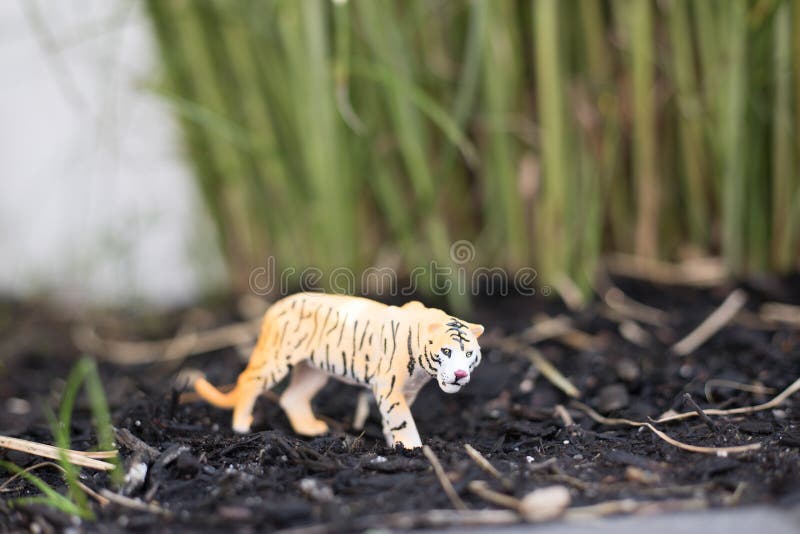 Tiger in a grass landscape stock photo. Image of isolated - 127919238