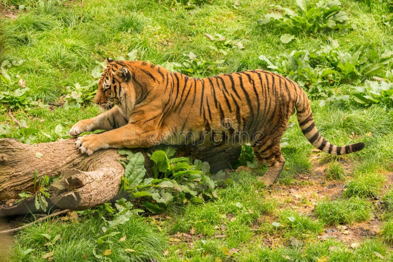 Tiger Grinding Claws on a Log Stock Photo - Image of jungle, hair ...