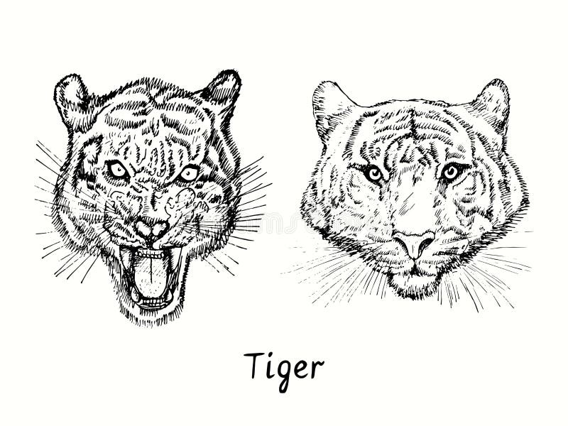Tiger Growling and Calm Head Front View Collection. Ink Doodle Drawing ...