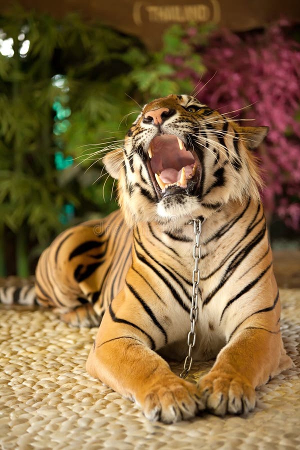 The tiger growls stock image. Image of exotic, natural - 189911919