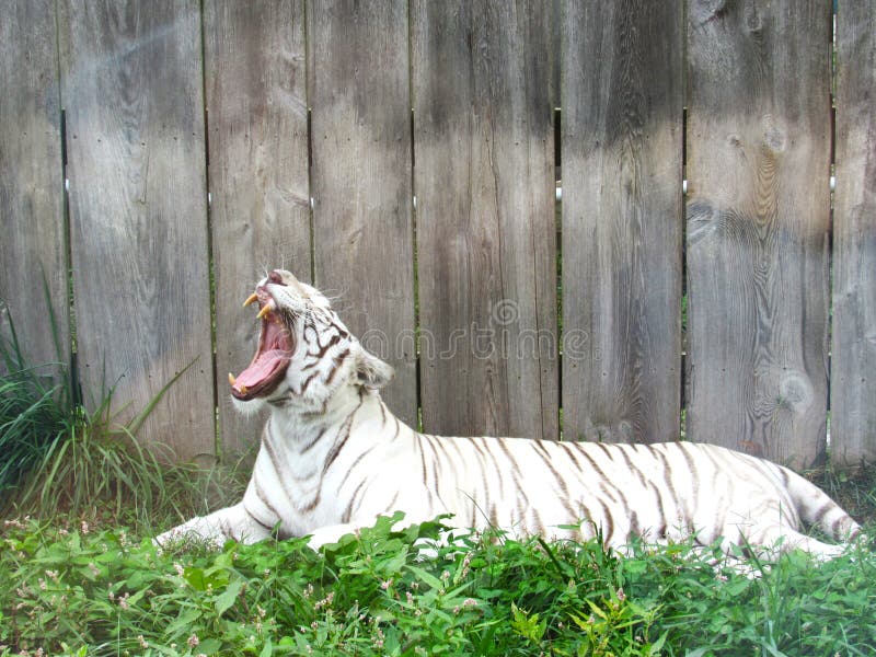 Tiger growls stock image. Image of growling, bird, carnivore - 255611663