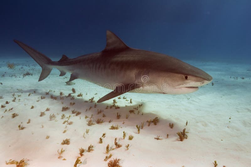 Tiger-Haifisch stockfoto. Bild von karibisch, meer, unterwasser - 24410560