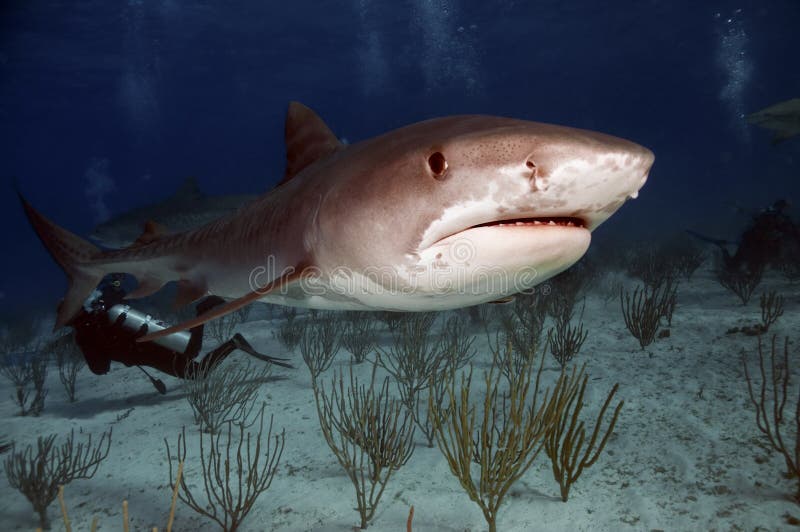 Bull-Haifisch (Zambezi-Haifisch) Stockfoto - Bild von leben, koralle ...