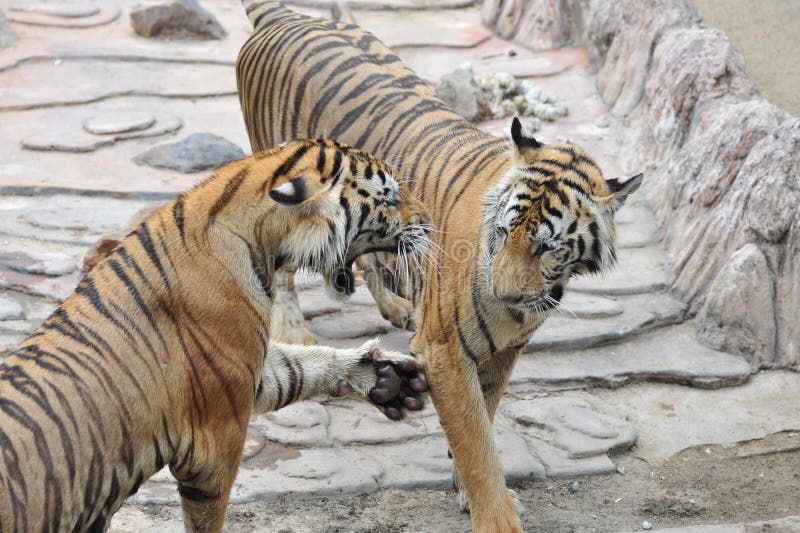 Tiger hand stock photo. Image of fang, wild, india, hunting - 14382234