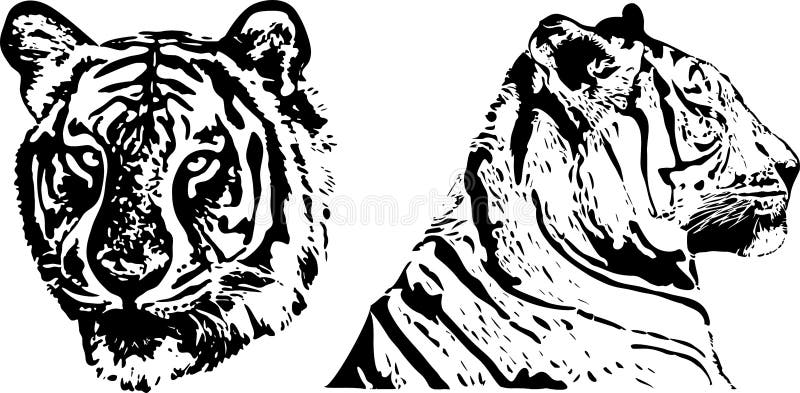 Tiger - hand drawing stock vector. Illustration of graphic - 13009617