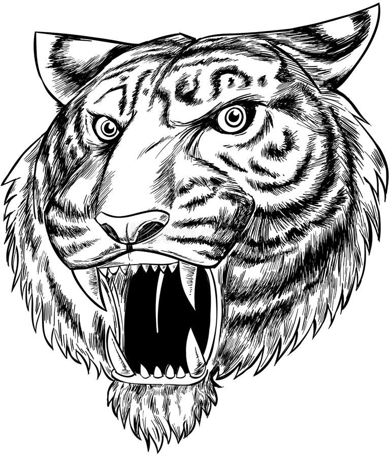 Tiger hand draw stock illustration. Illustration of drawn - 81214020