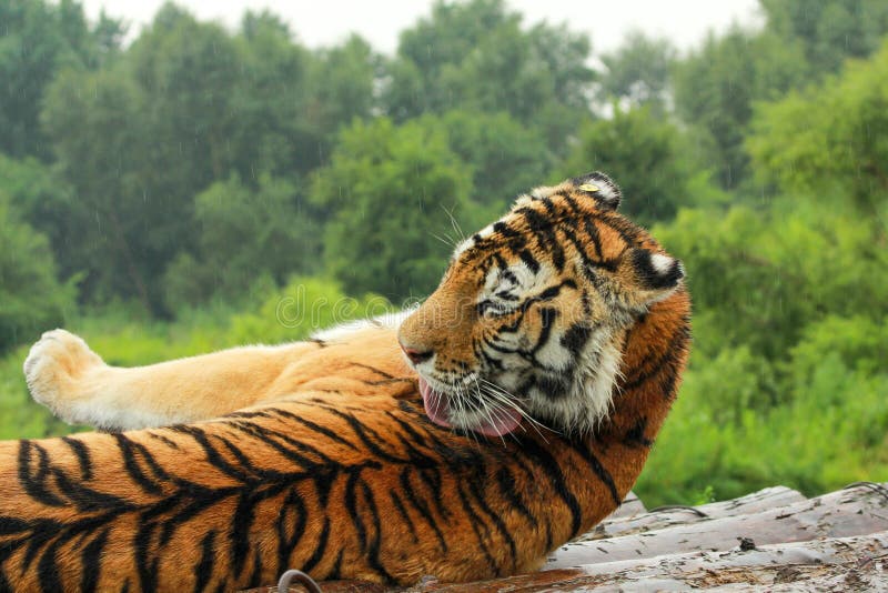 Siberian tiger have a rest stock image. Image of feline - 106648673