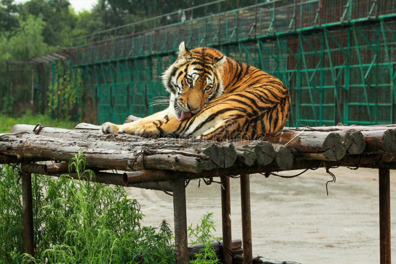 Siberian tiger have a rest stock photo. Image of forest - 106648928