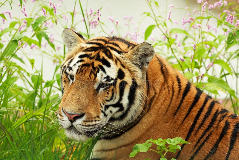 Siberian tiger have a rest stock image. Image of outdoors - 106652005